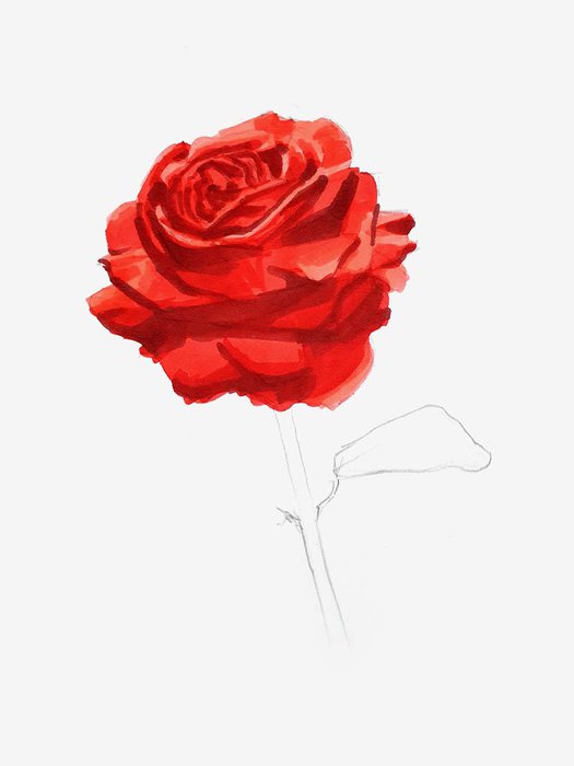 A rose store